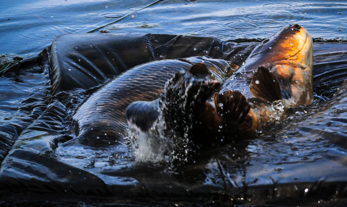 RigMarole UK – RigMarole UK – Home of Finely Tuned Tackle